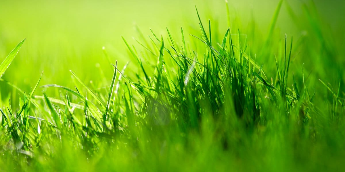 The Hydroseed Option for Your New Lawn - Boschs Landscaping Specialists